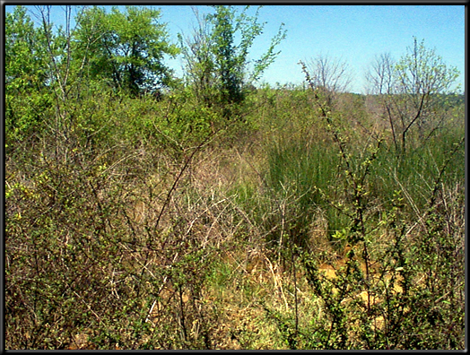 Delineation of Pelham Range: Sample Point 10