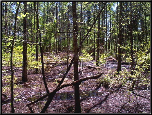 Delineation of Pelham Range: Sample Point 16